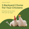5 Backyard Chores For Your Chickens | Grandpas Automatic Chicken Feeders